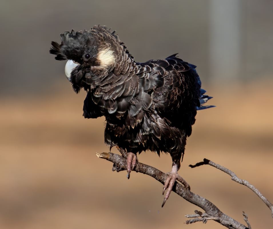 Cockatoos well watered with new bird drinking station | City of Mandurah