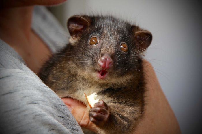 Ringtail Possum and Trapdoor Spider Tally Info Session | City of Mandurah